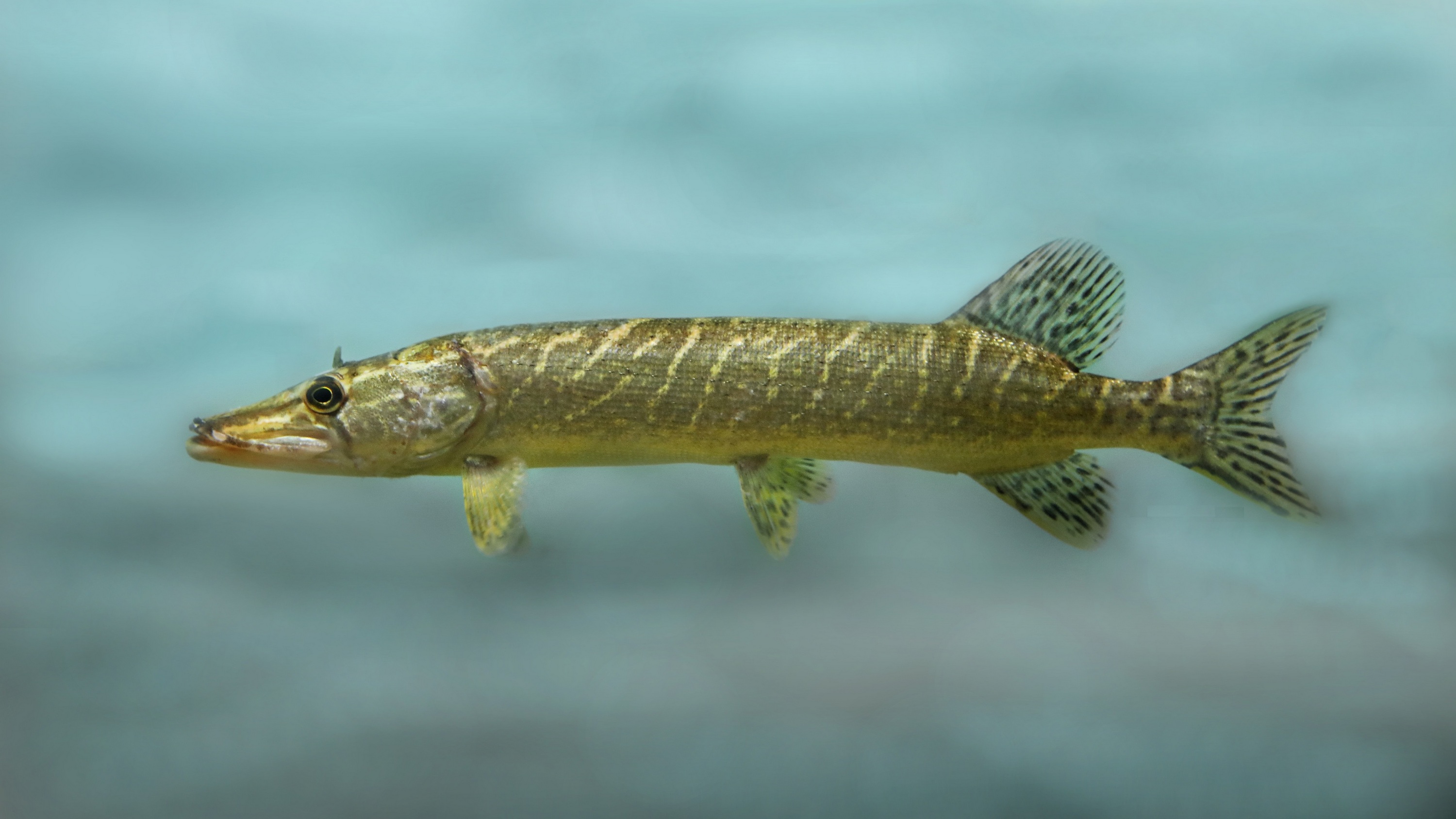 (Esox Linnaeus, 1758) Род Эсоксы, Щуки, Genus Esox Linnaeus, 1758 ...